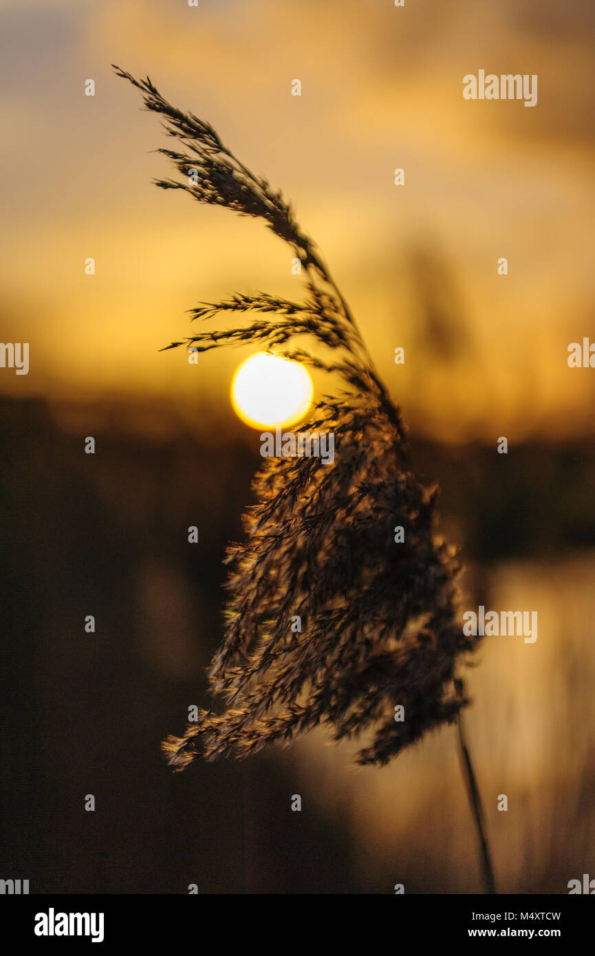 Backlit image of a reed, with the setting sun in the background. East ...