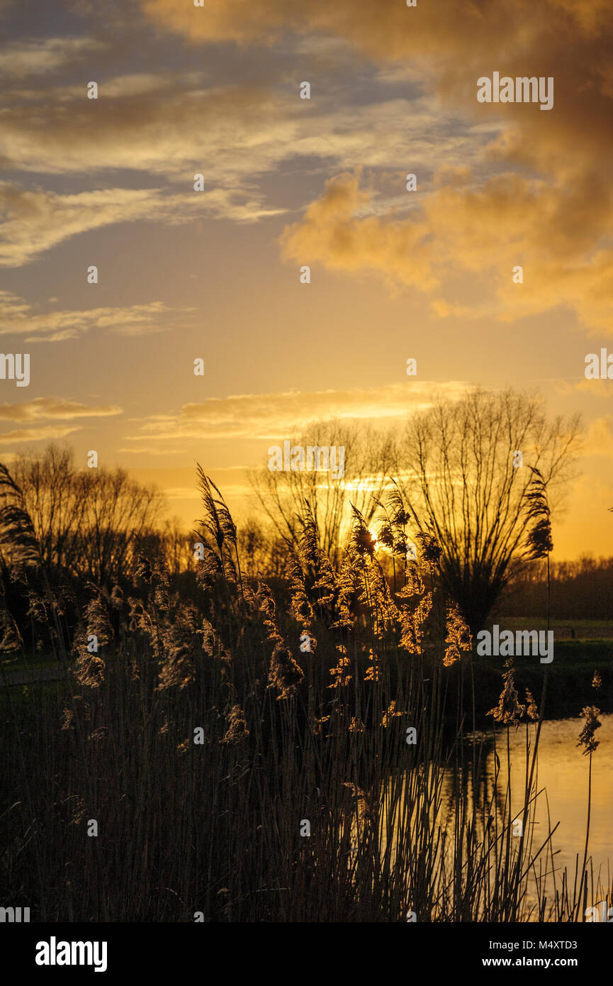 Backlit image of a reed, with the setting sun in the background. East ...