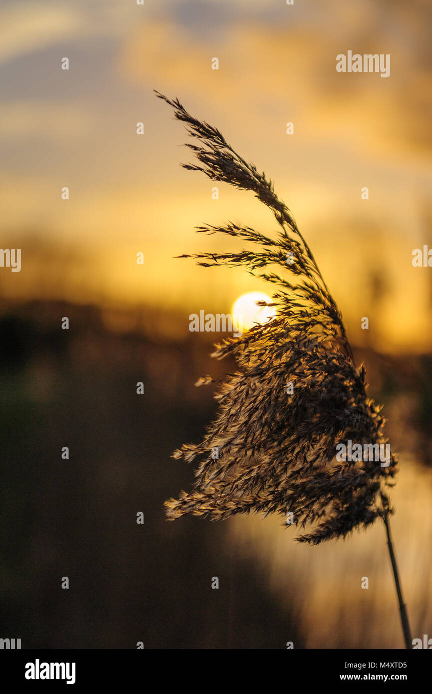 Backlit image of a reed, with the setting sun in the background. East ...