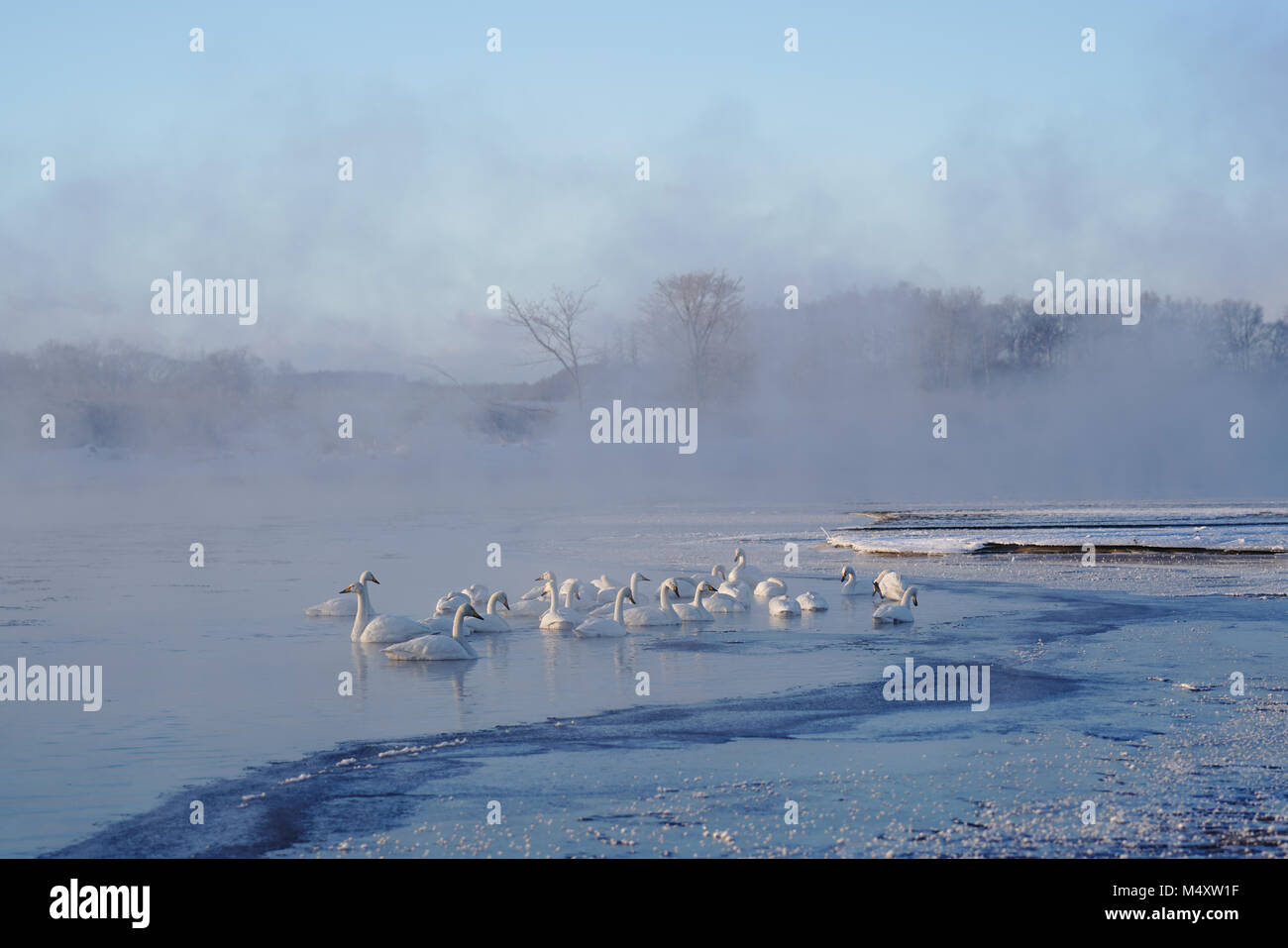 Swan in winter Stock Photo - Alamy
