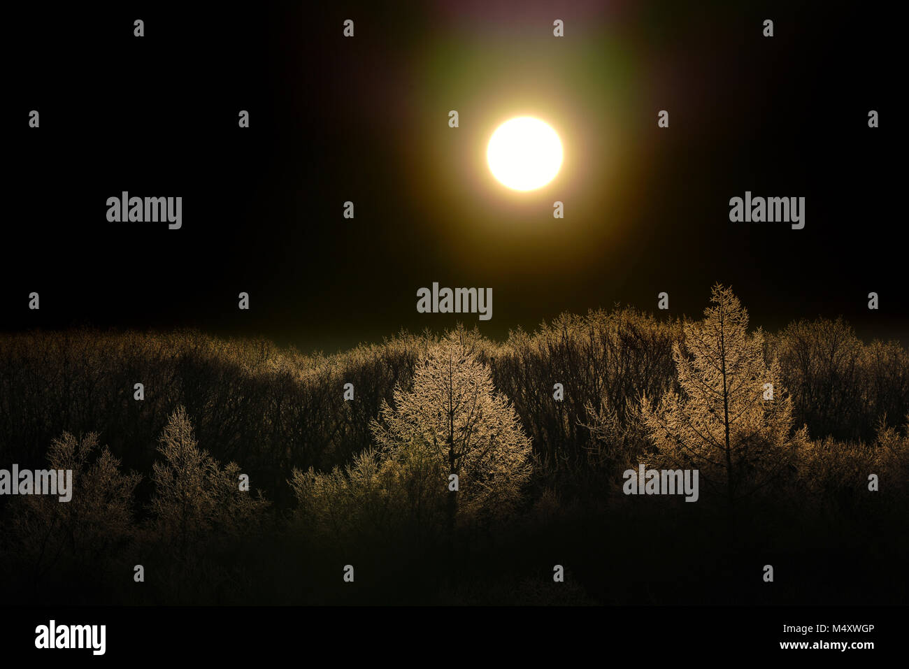 Moonlight forest snow hi-res stock photography and images - Alamy