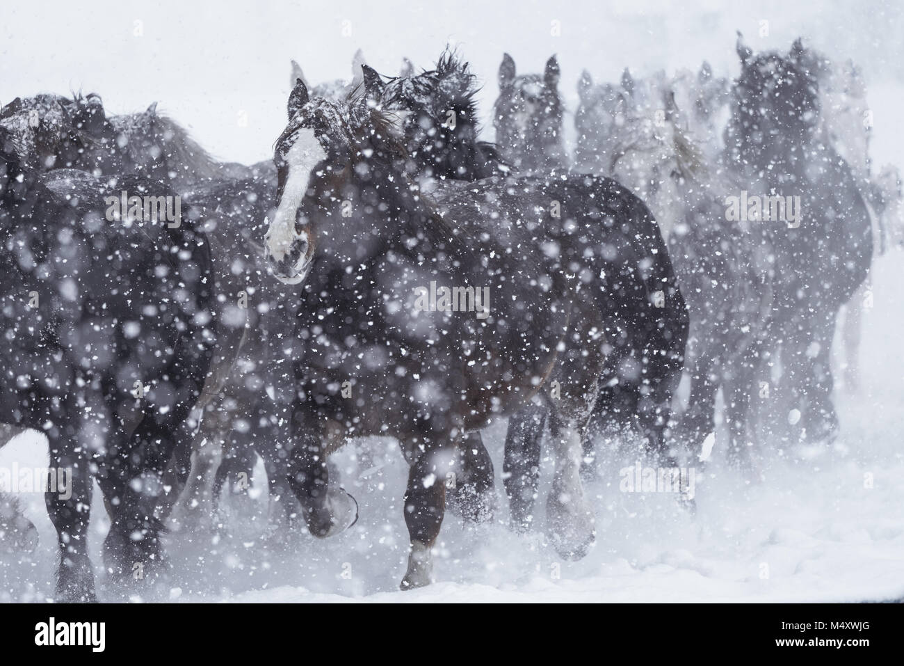 Horse Running in Snow Field Stock Photo - Alamy
