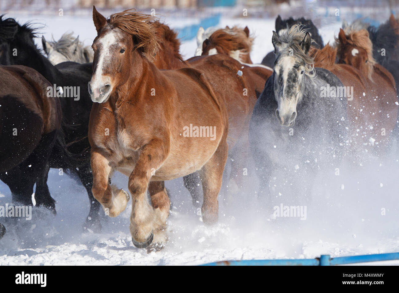 Horse Running in Snow Field Stock Photo - Alamy