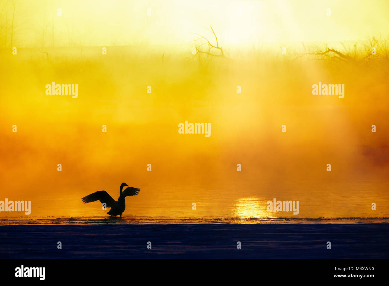 Swan and frost smoke Stock Photo - Alamy