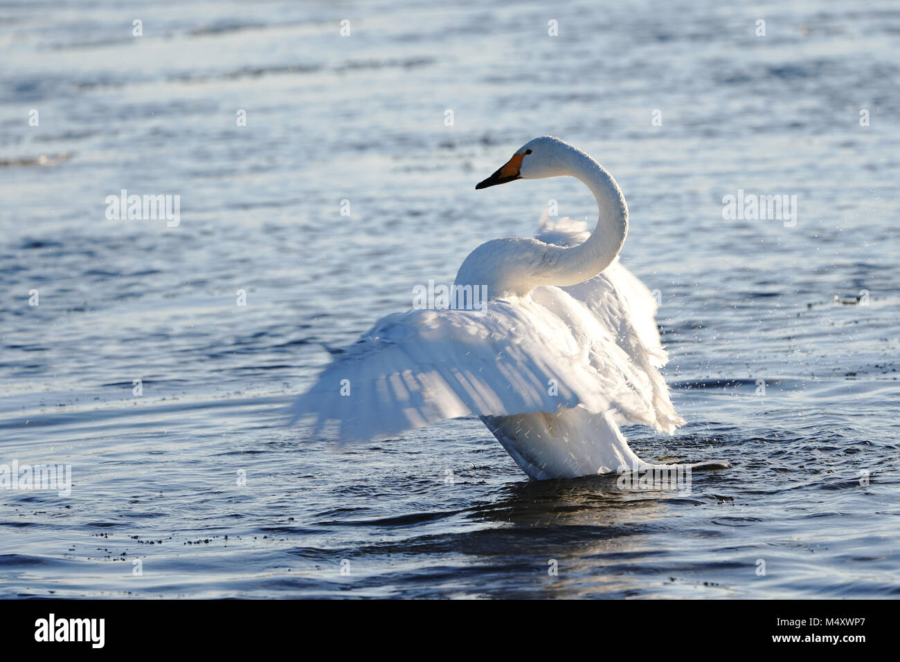 Swan Flapping Wings High Resolution Stock Photography and Images - Alamy