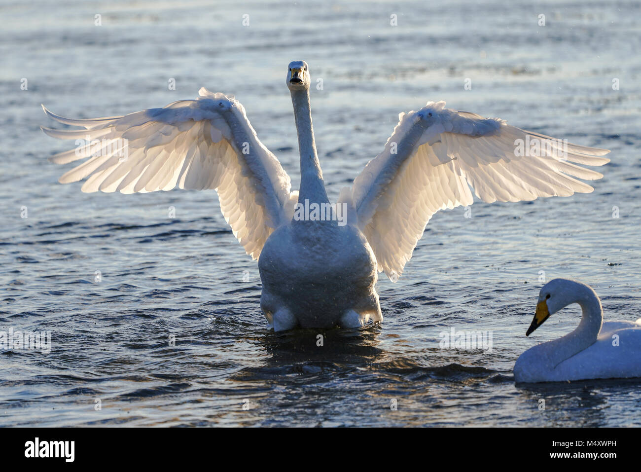 Swan flapping wings Stock Photo - Alamy