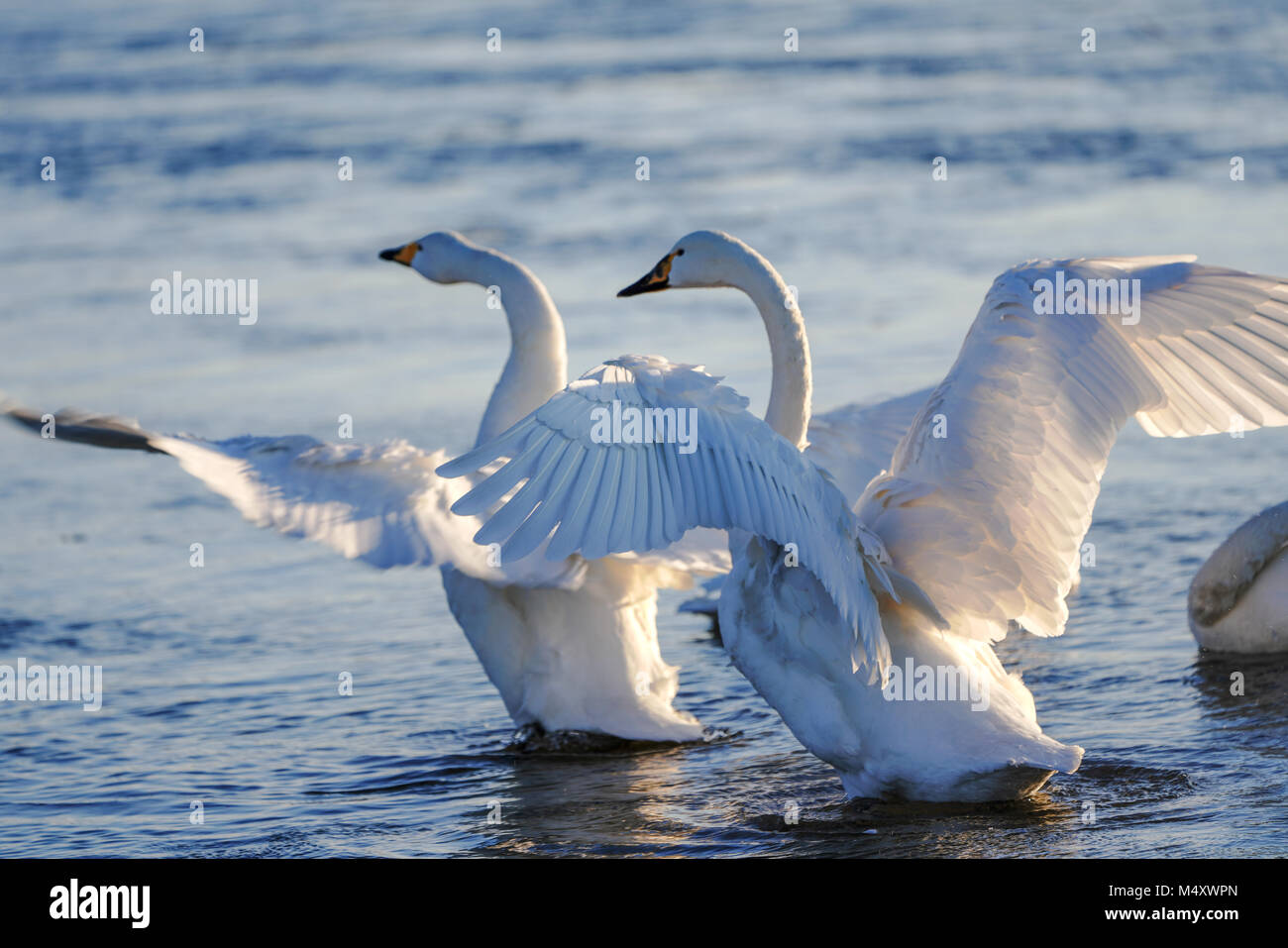 Swan flapping wings hi-res stock photography and images - Alamy