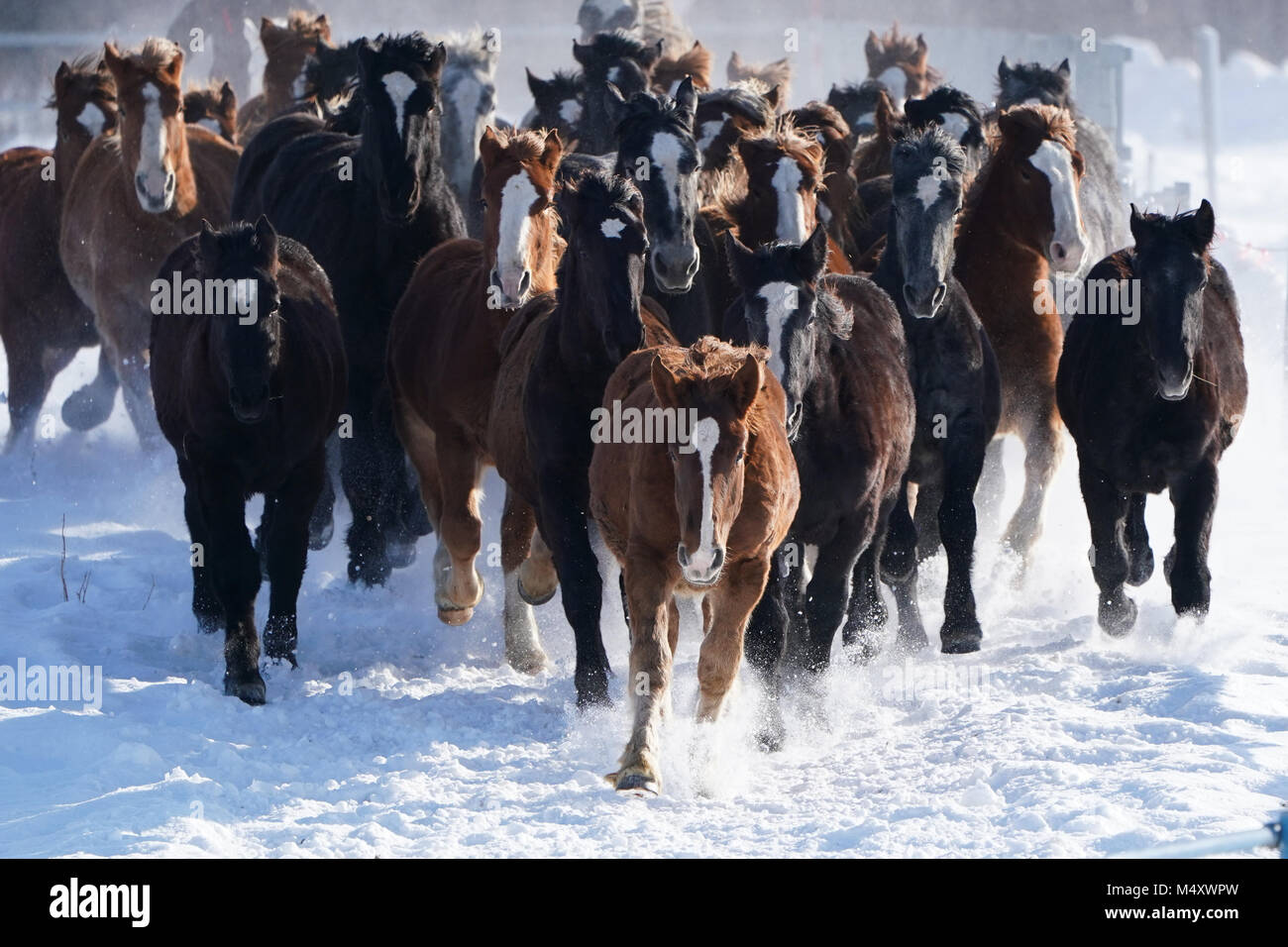 Horse Running in Snow Field Stock Photo - Alamy
