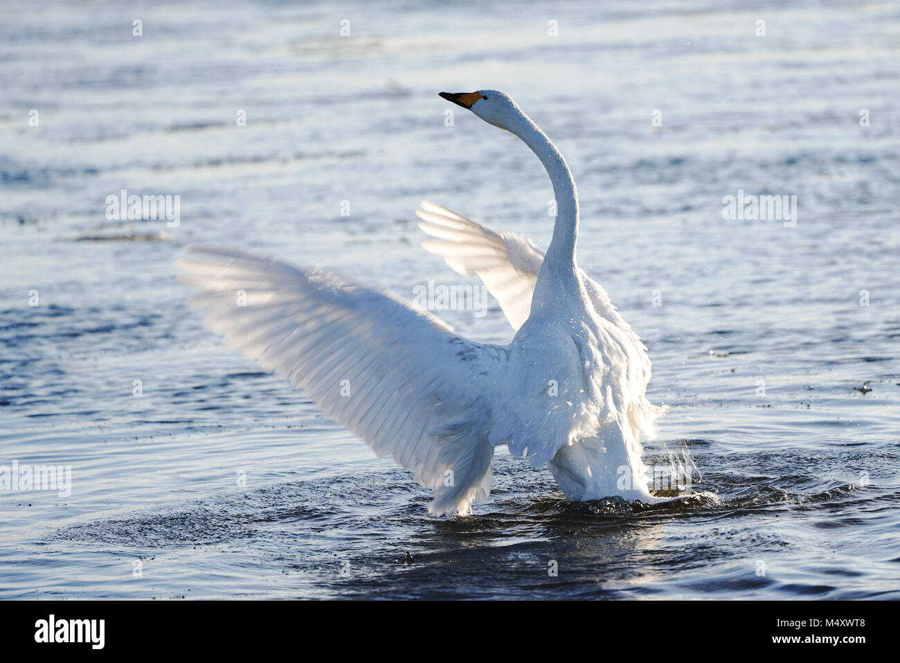 Swan flapping wings Stock Photo - Alamy