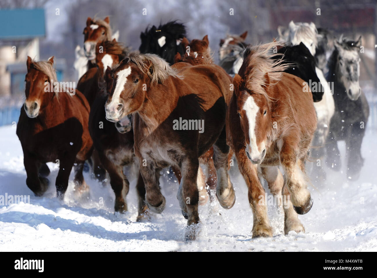 Horse Running in Snow Field Stock Photo - Alamy