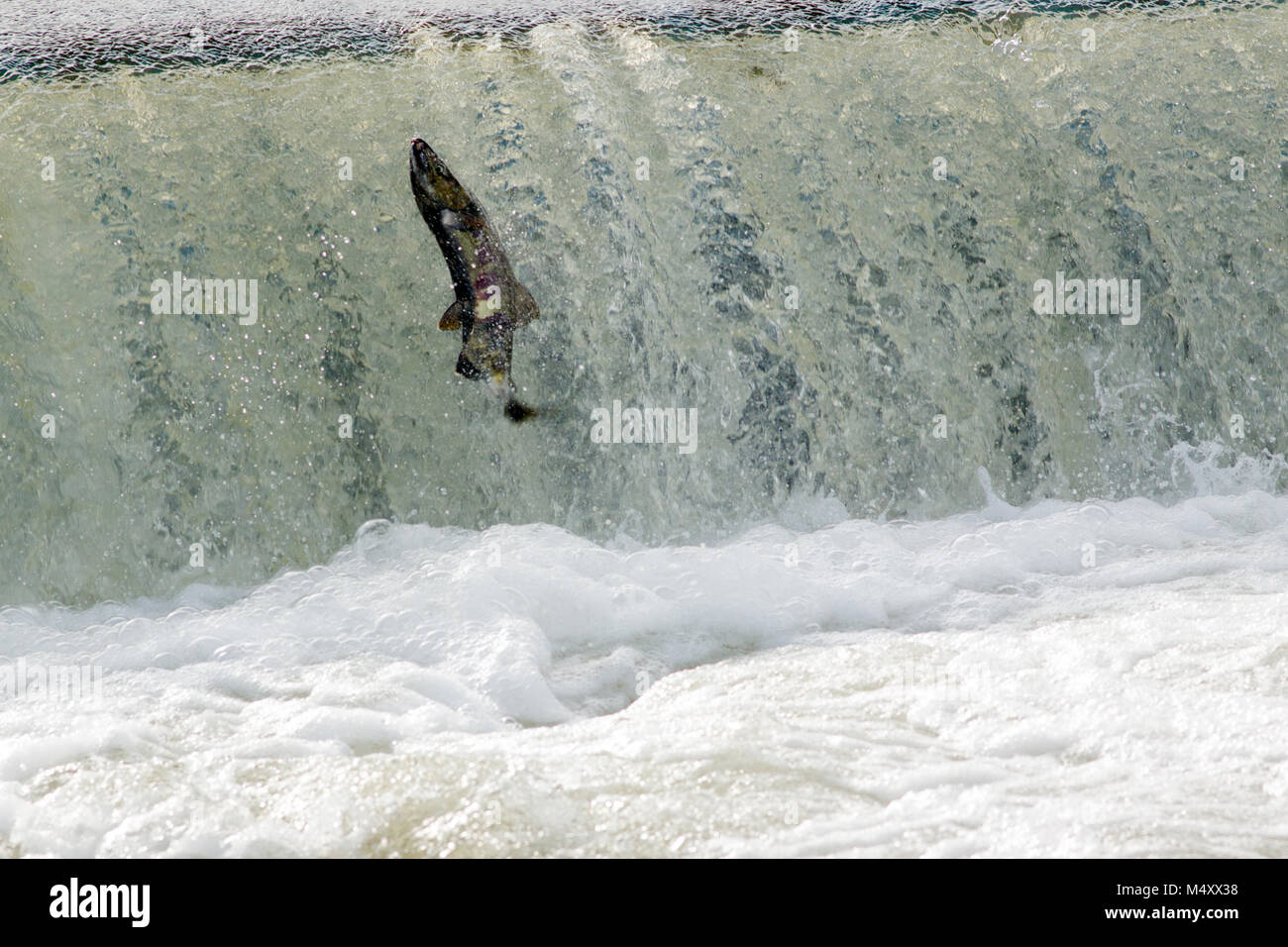 Salmon running up river Stock Photo - Alamy