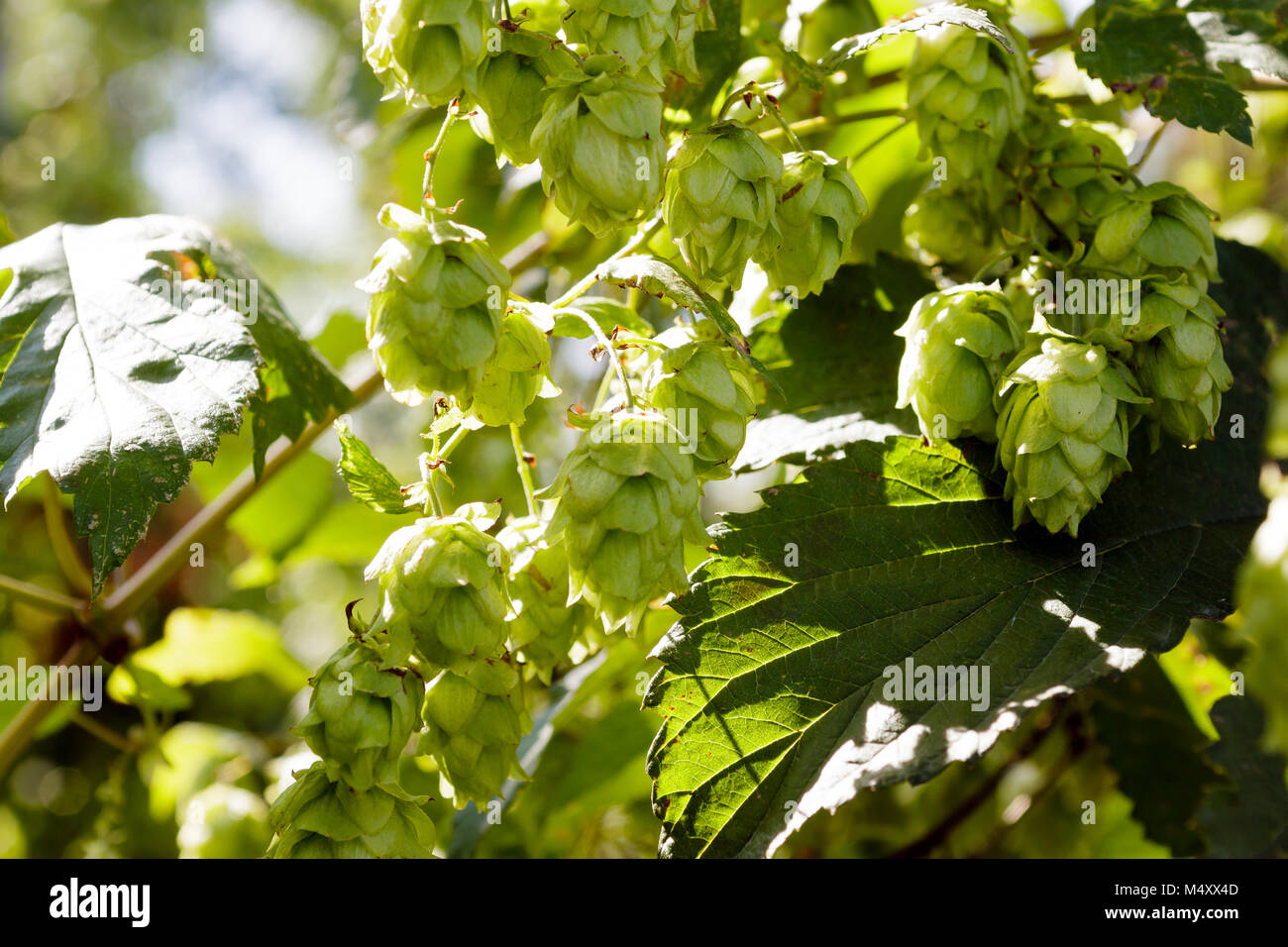 Hop tree hi-res stock photography and images - Alamy
