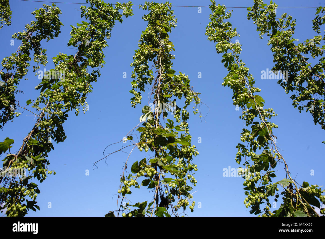 Hop stem hi-res stock photography and images - Alamy