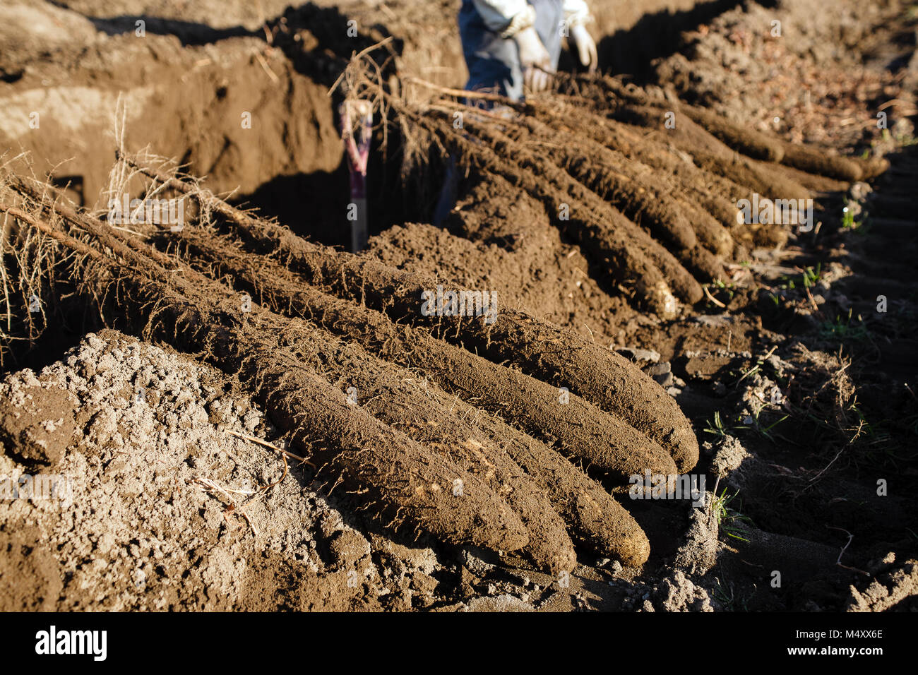 Chinese Yam High Resolution Stock Photography and Images - Alamy