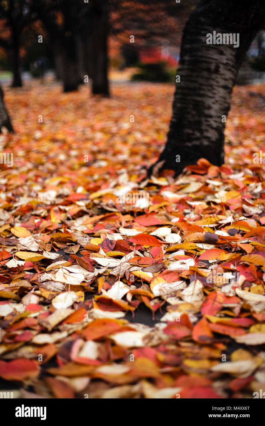 Fallen leaves and tree Stock Photo - Alamy