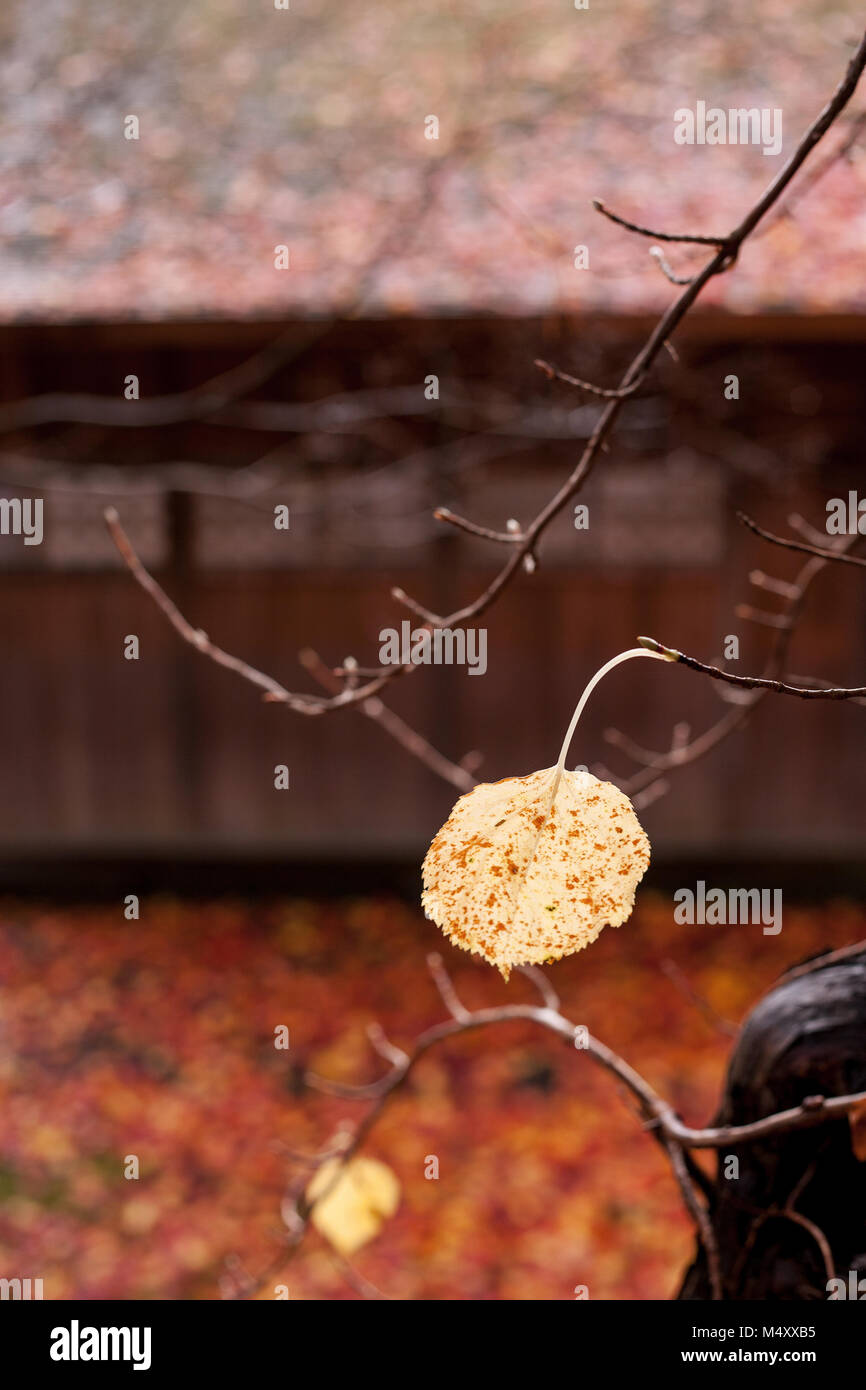 Shimamatsu Station Teisho in autumn Stock Photo - Alamy