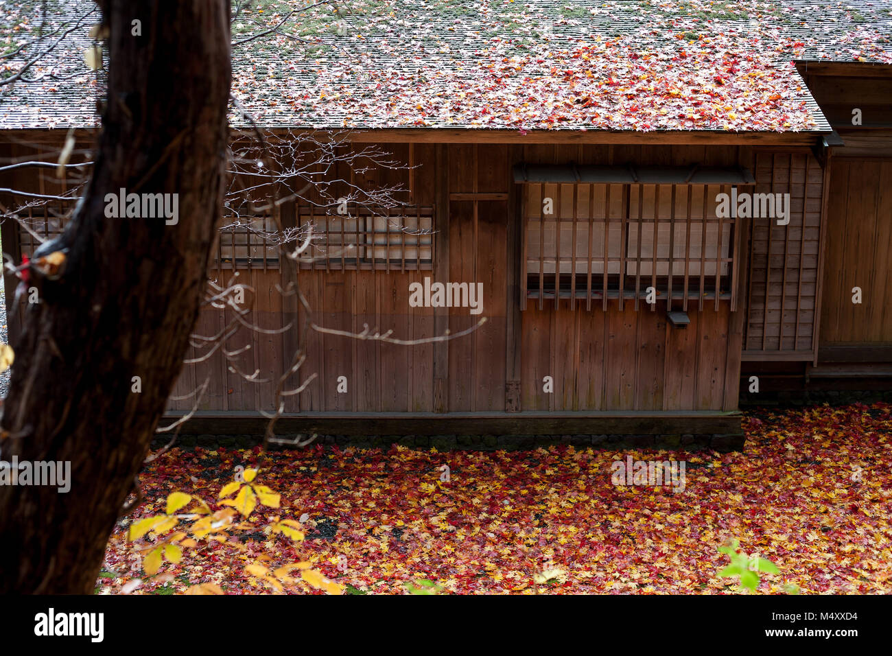 Shimamatsu Station Teisho in autumn Stock Photo - Alamy