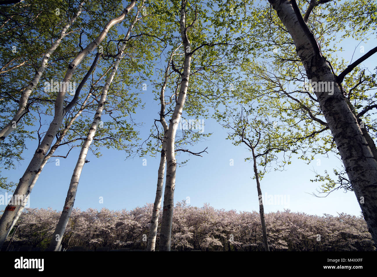 Cherry Birch Stock Photos & Cherry Birch Stock Images - Alamy