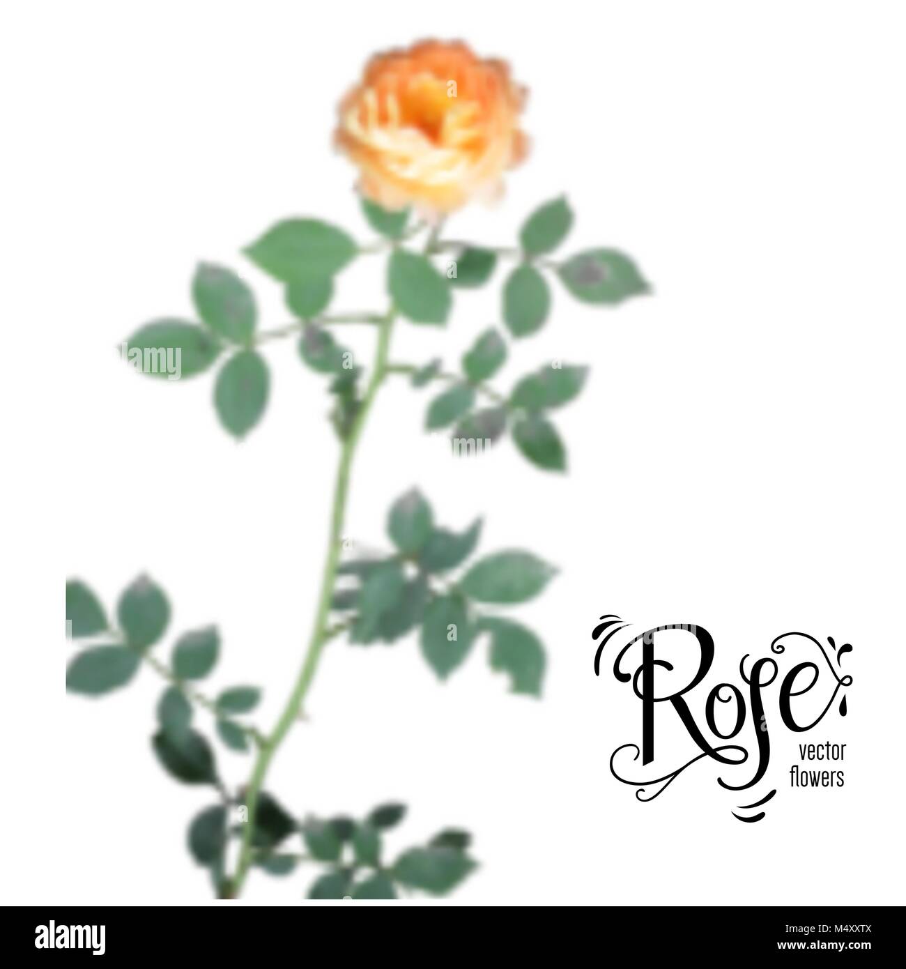 Blur rose element Stock Vector Image & Art - Alamy
