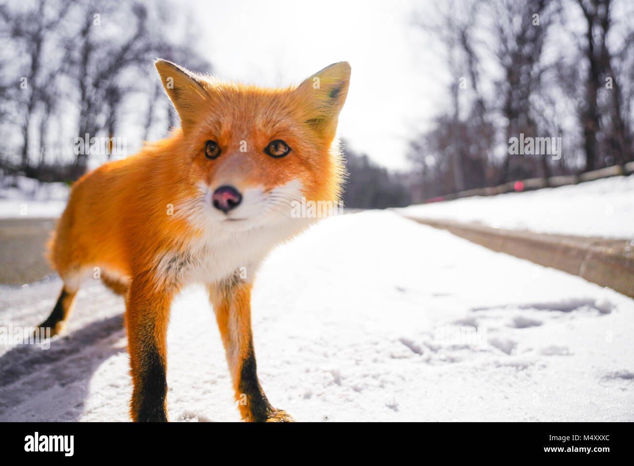 Ezo Red Fox Stock Photo - Alamy