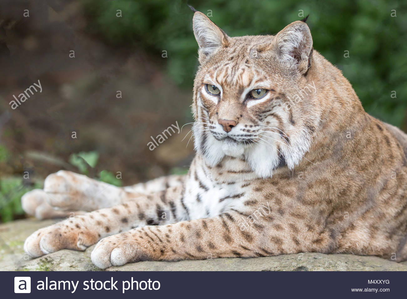 Lynx Rufus Tail Stock Photos & Lynx Rufus Tail Stock Images - Alamy