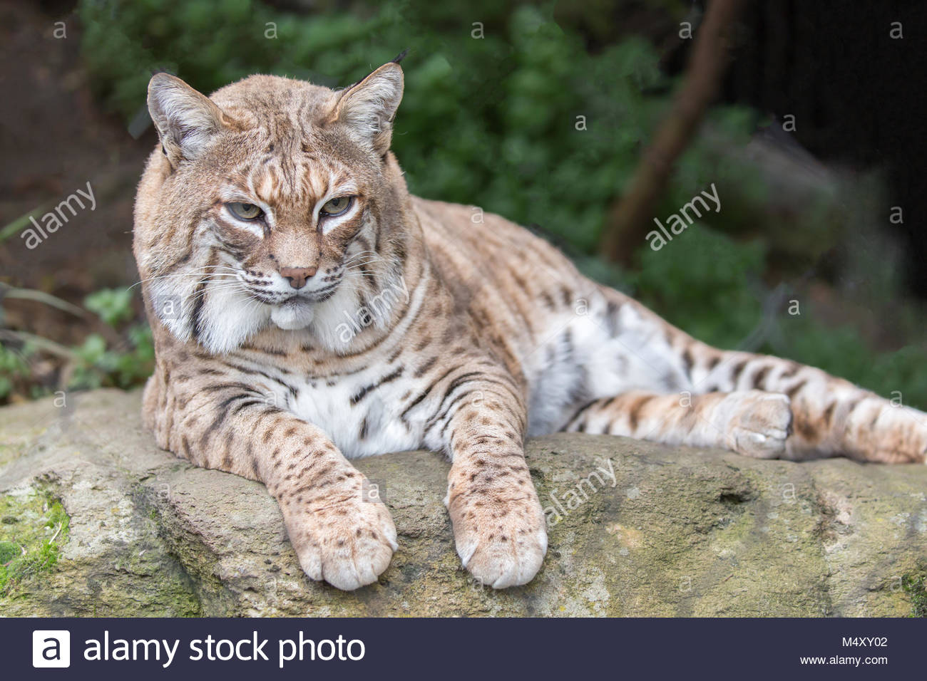 Lynx Rufus Tail Stock Photos & Lynx Rufus Tail Stock Images - Alamy