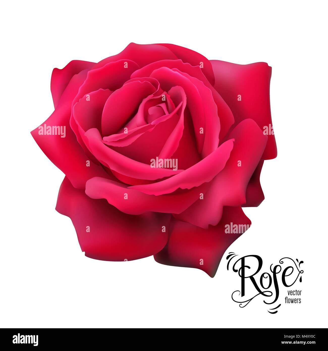 Red rose nature Stock Vector Image & Art - Alamy