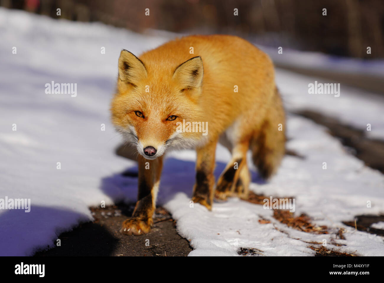 Ezo Red Fox Stock Photo - Alamy