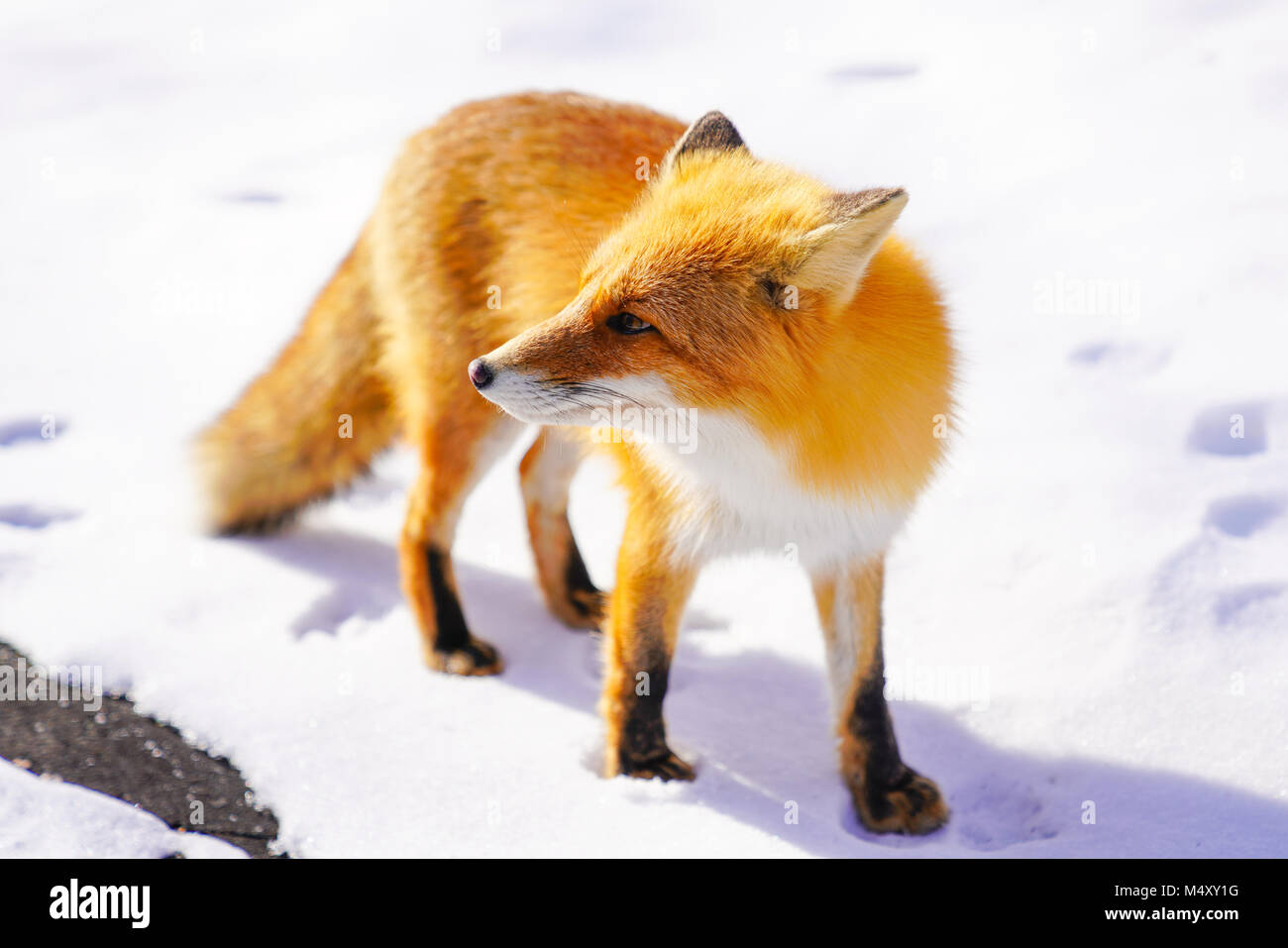 Ezo red fox hi-res stock photography and images - Alamy