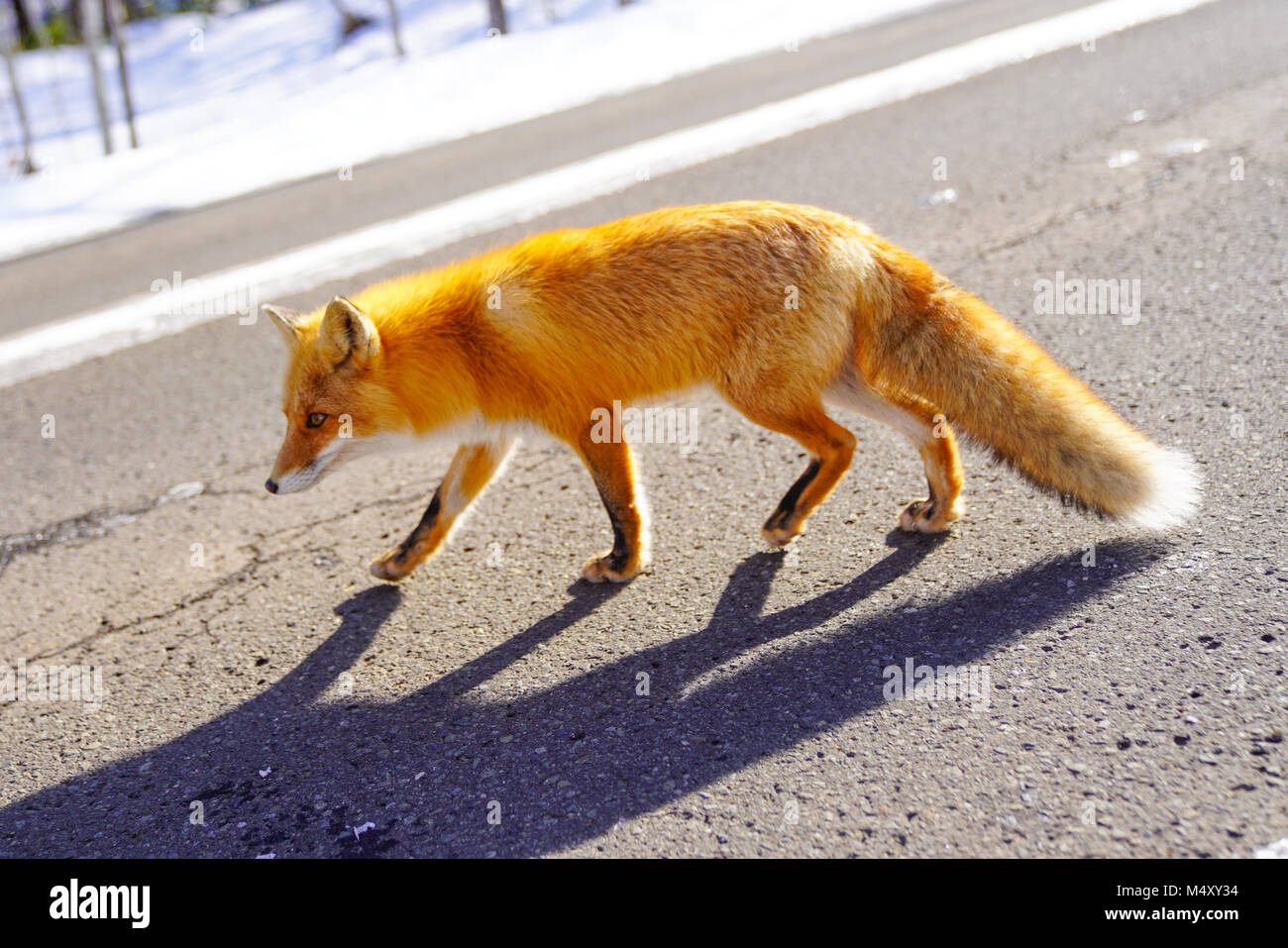 Kitakitsune High Resolution Stock Photography and Images - Alamy