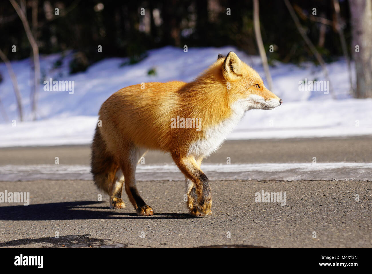 Ezo Red Fox Stock Photo - Alamy