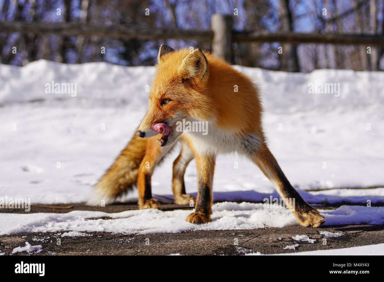 Ezo Red Fox Stock Photo - Alamy