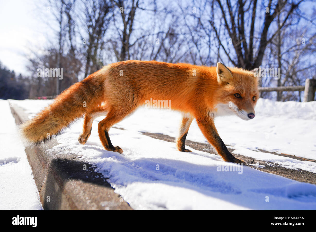 Ezo Red Fox Stock Photo - Alamy