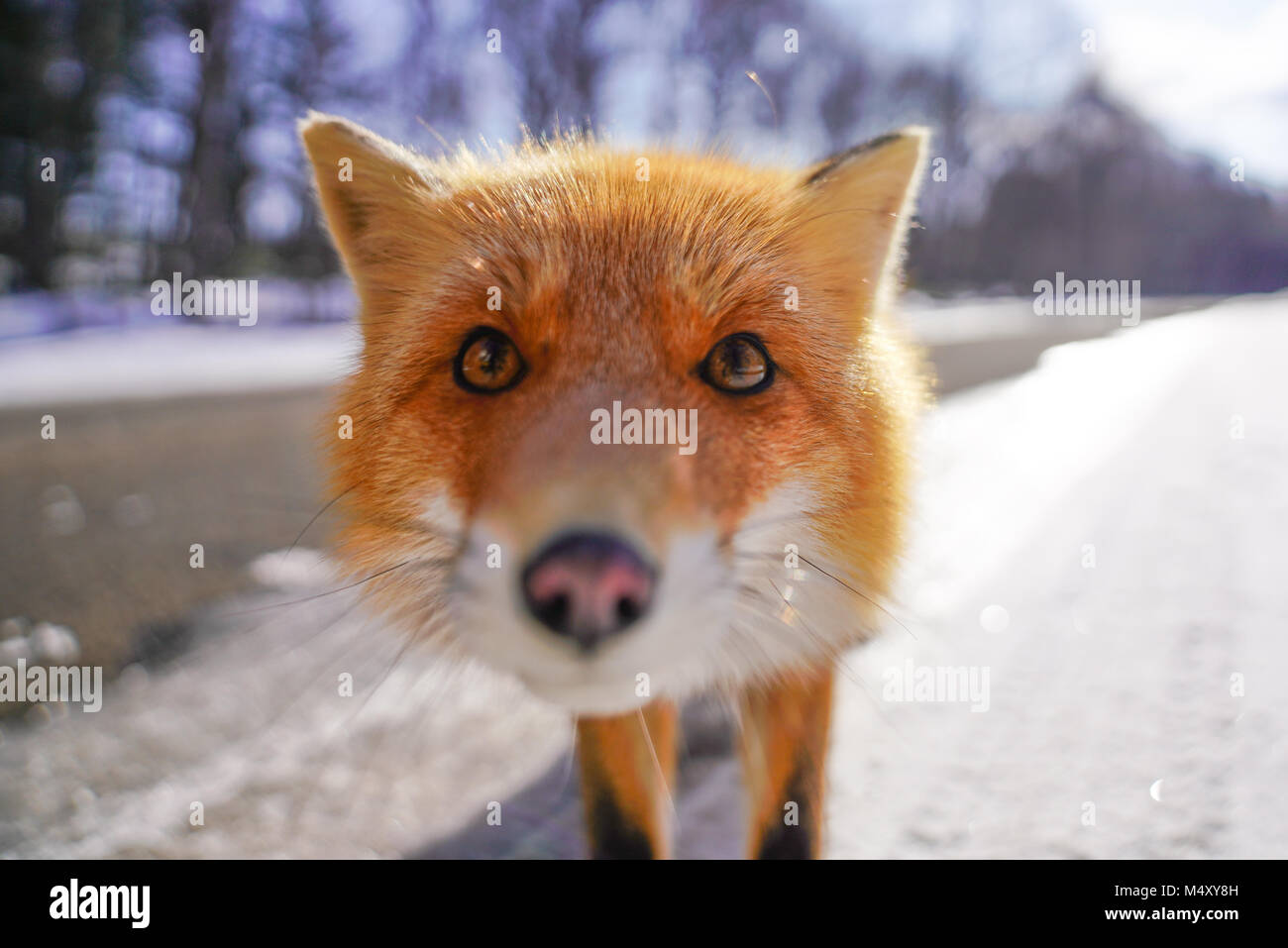 Ezo Red Fox Stock Photo - Alamy