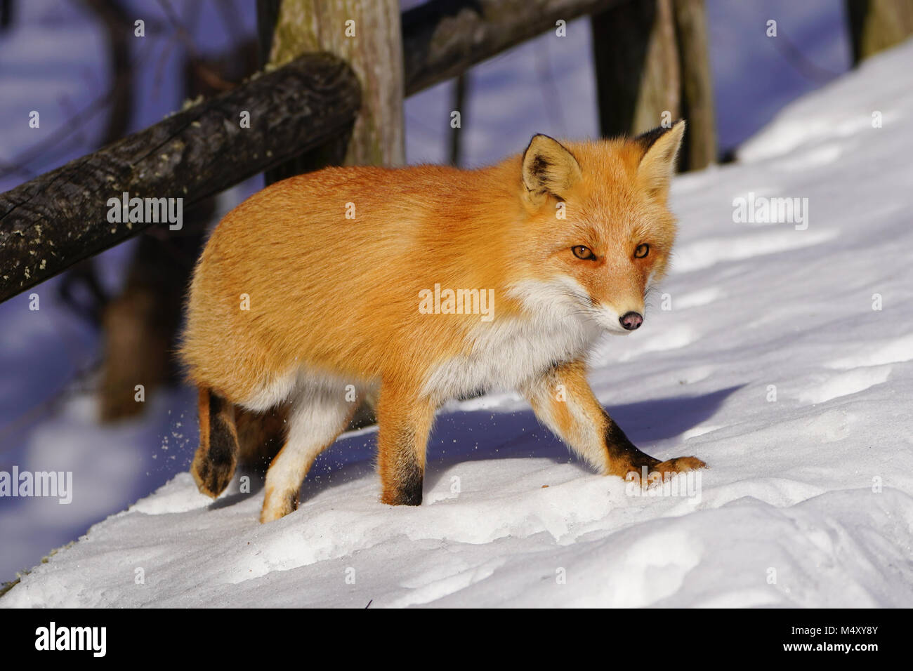 Ezo Red Fox Stock Photo - Alamy