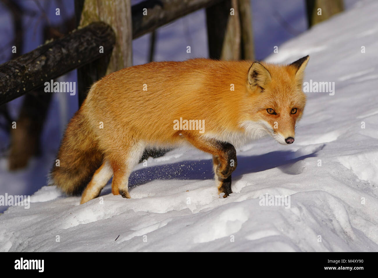 Ezo Red Fox Stock Photo - Alamy