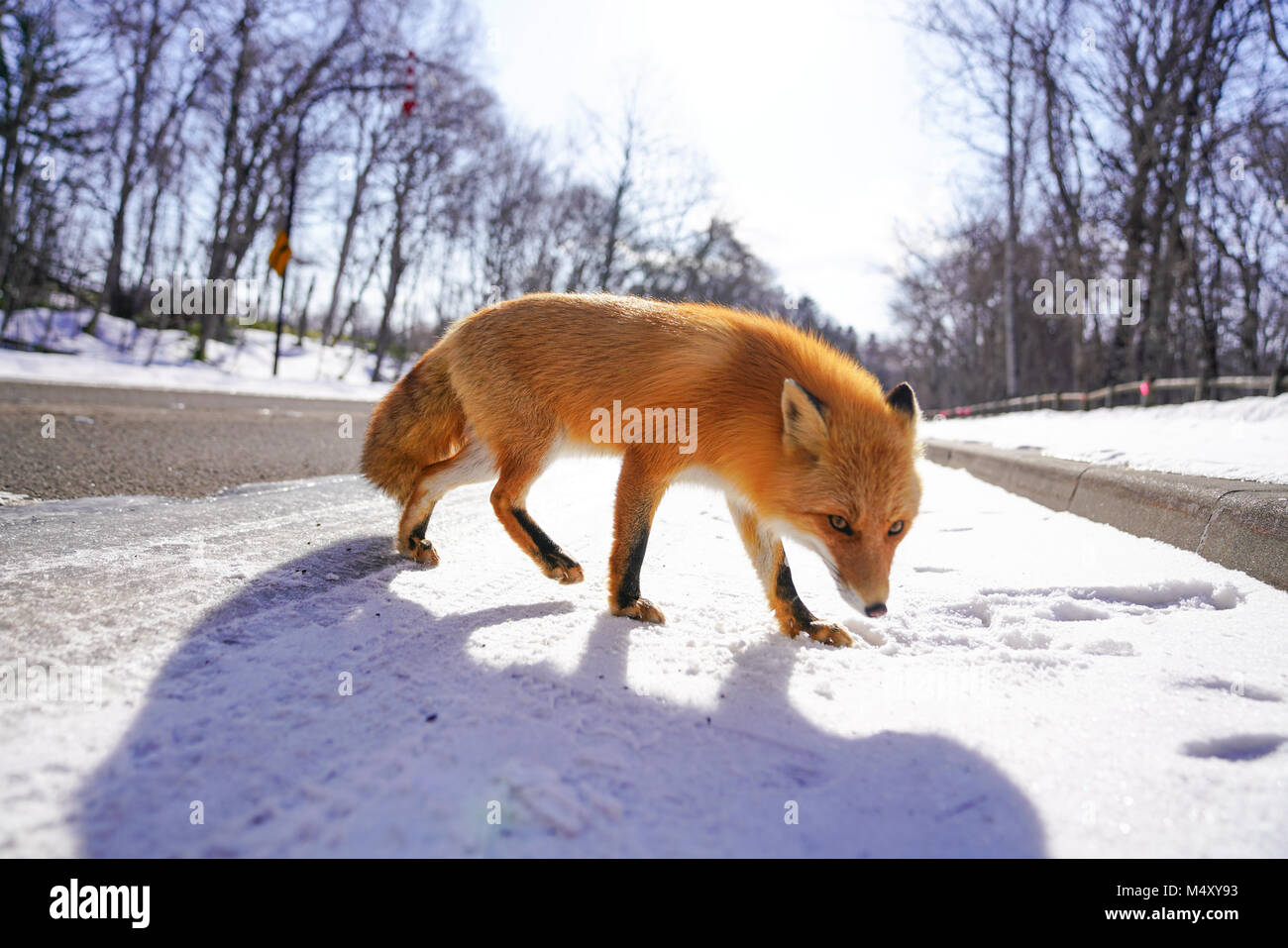 Ezo Red Fox Stock Photo - Alamy