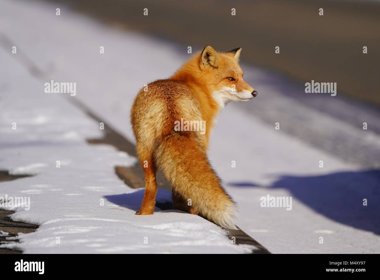 Kitakitsune High Resolution Stock Photography and Images - Alamy