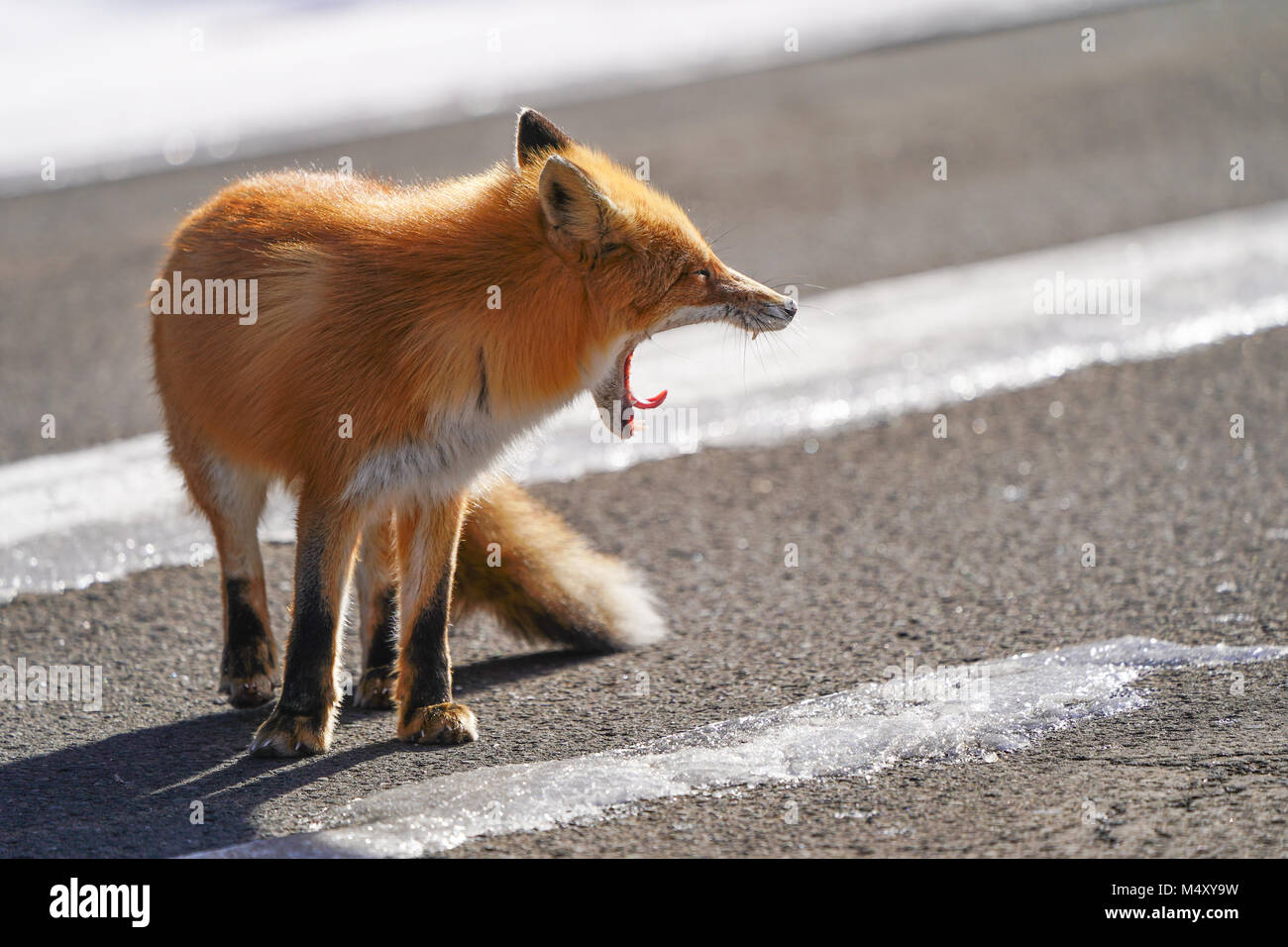 Kitakitsune High Resolution Stock Photography and Images - Alamy