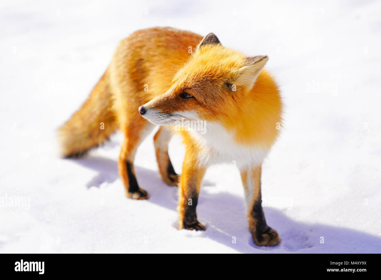 Kitakitsune High Resolution Stock Photography and Images - Alamy