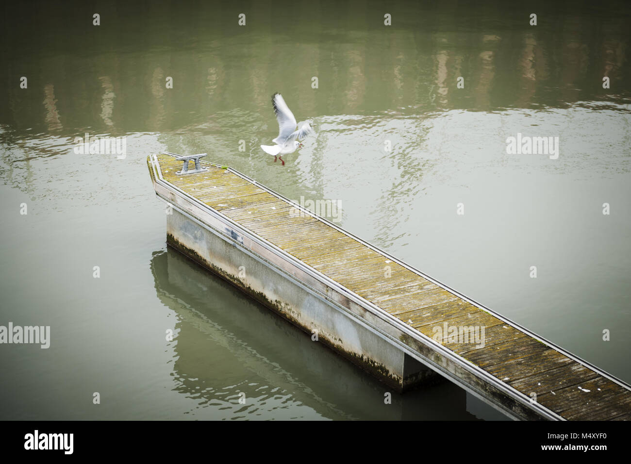 Boat Jetty with Flying Gull Stock Photo - Alamy