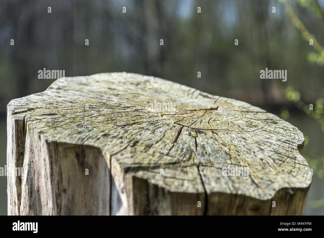 Inclined tree stump Stock Photo - Alamy
