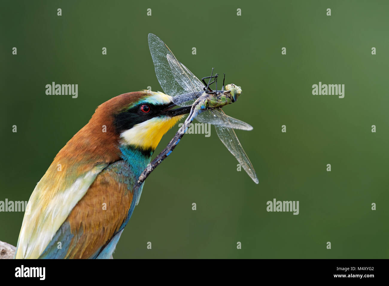 Flying blue hawker hi-res stock photography and images - Alamy