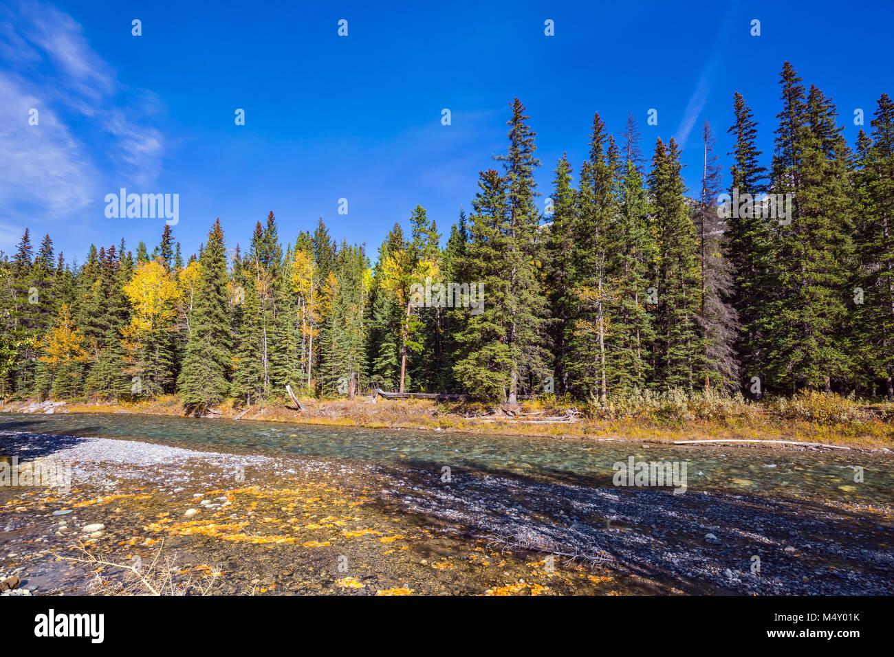 The creek in a mountain valley Banff park Stock Photo - Alamy