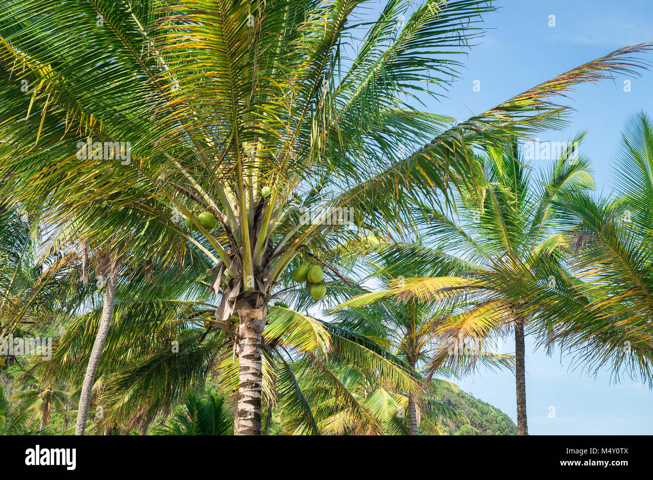 Coconut palm tree perspective view from bottom floor Stock Photo - Alamy