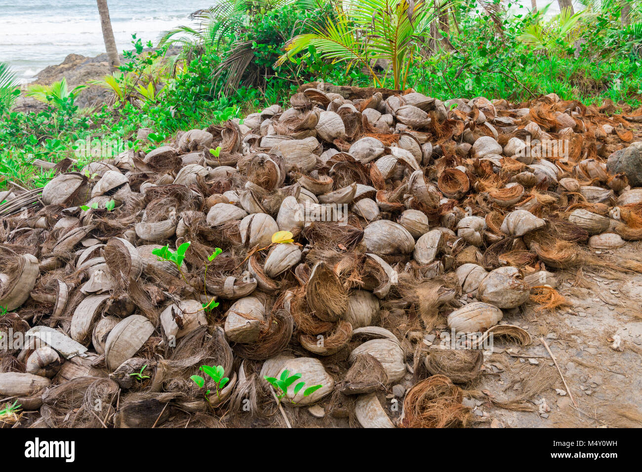 Abstract shot of coconut shells and palm trees Stock Photo - Alamy