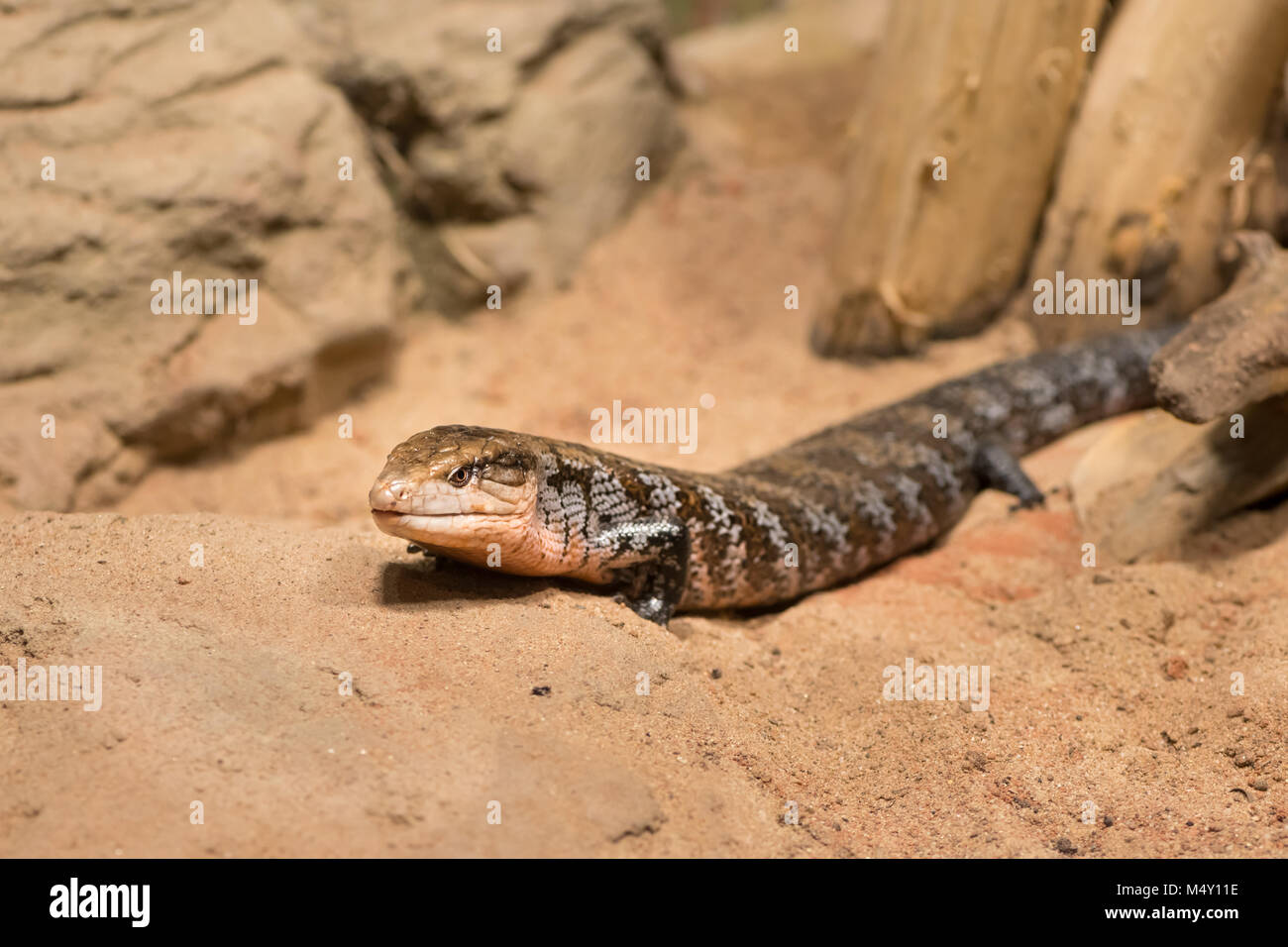 A blue tongued australian lizard in a zoo Stock Photo - Alamy