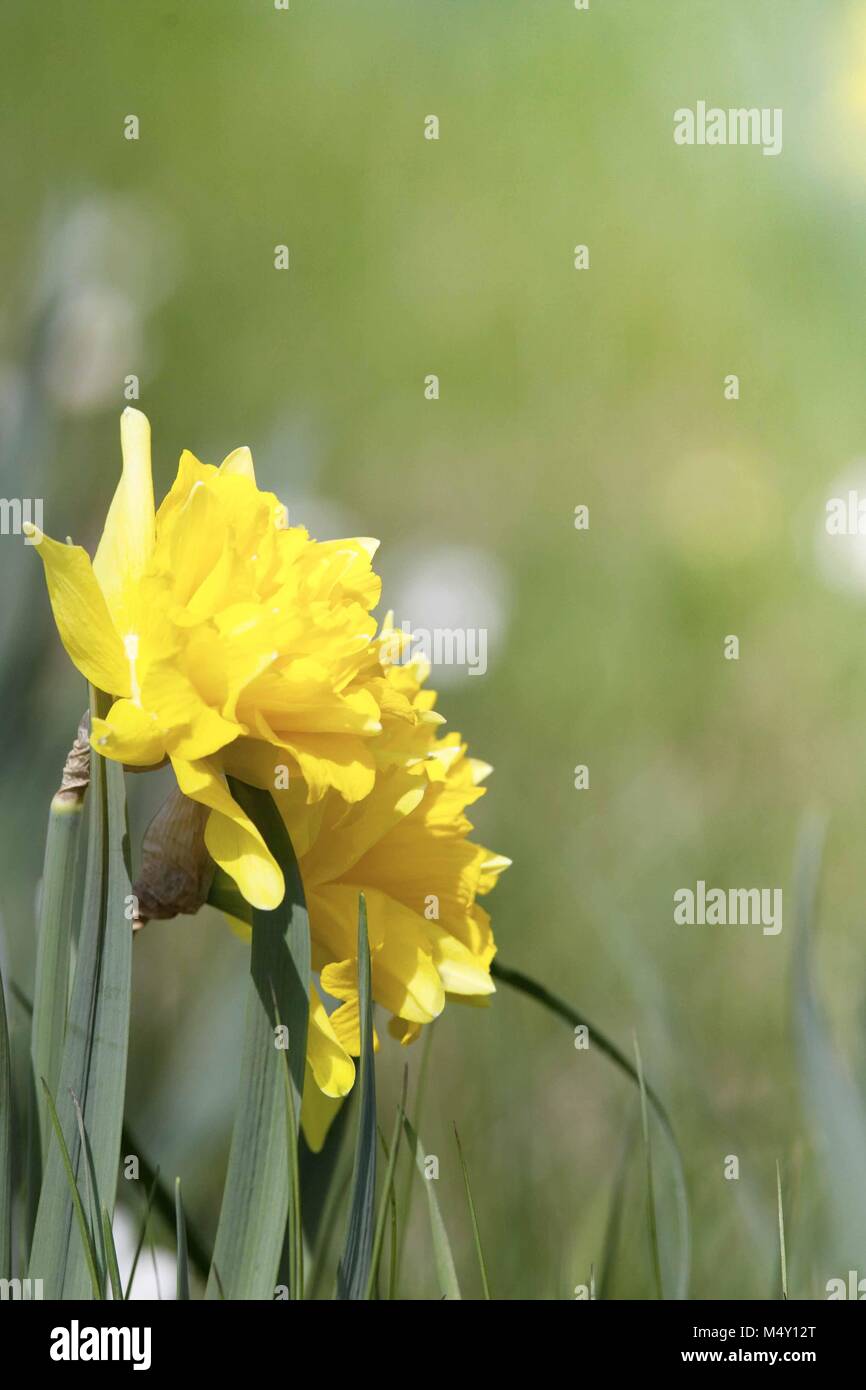 Easter daffodil hi-res stock photography and images - Alamy