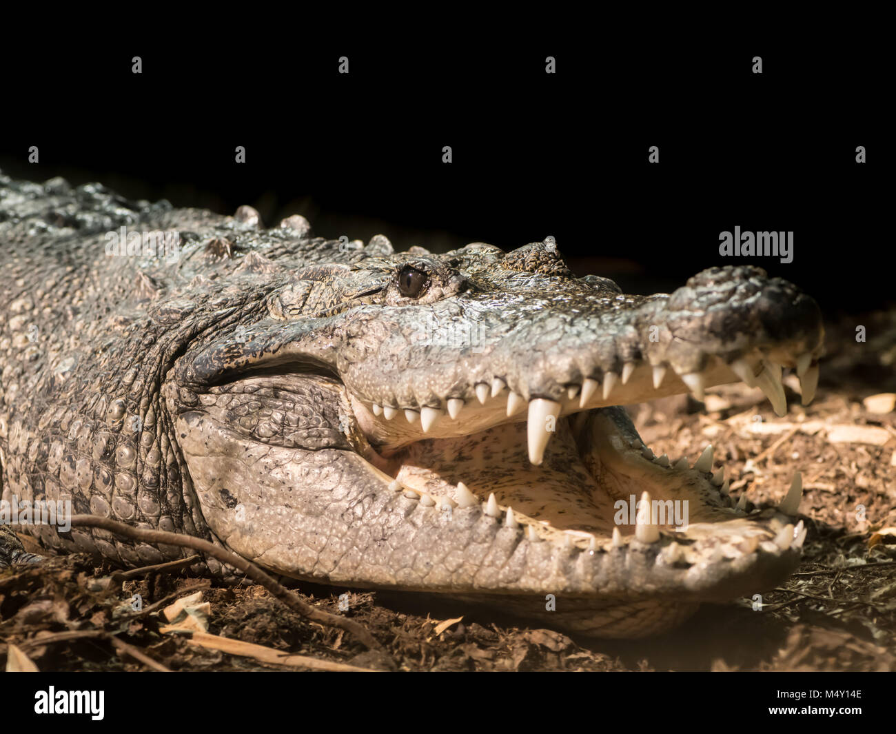 A Morlets crocodile (Crocodylus moreletii) in an austrian zoo Stock ...