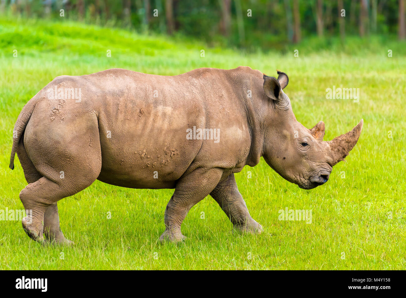 African native animal hi-res stock photography and images - Alamy